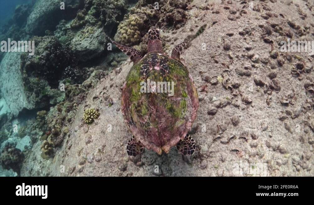 Hawksbill turtle floating. Closeup. Side view Stock Video Footage - Alamy