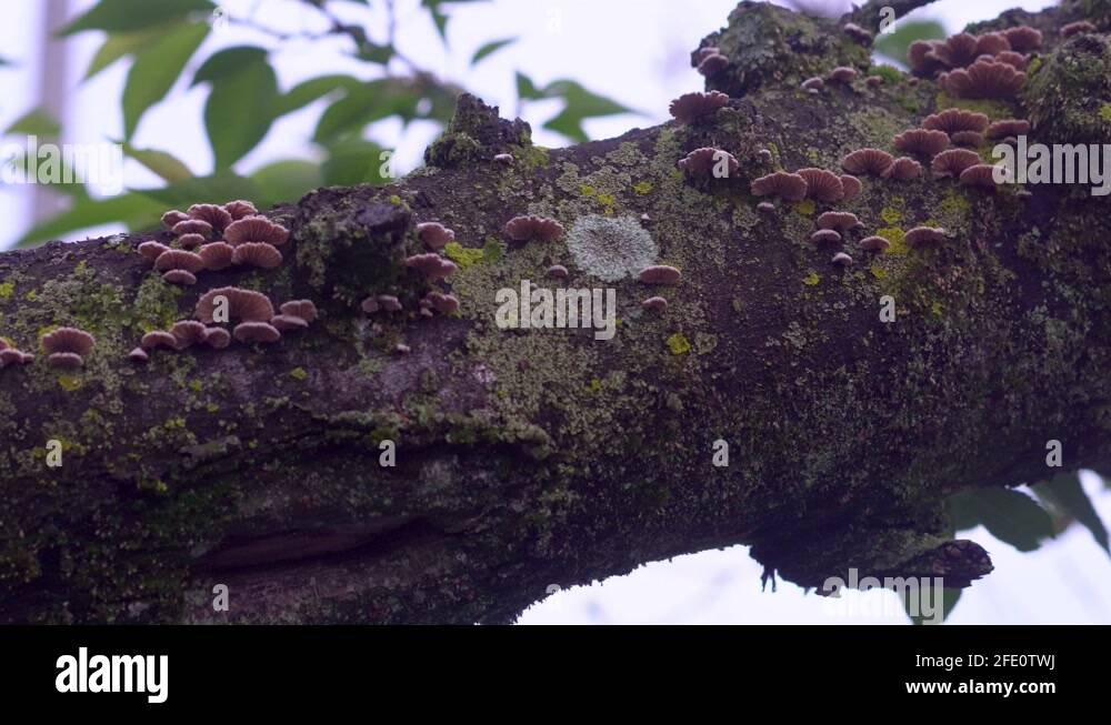 Fungus types Stock Videos & Footage - HD and 4K Video Clips - Alamy