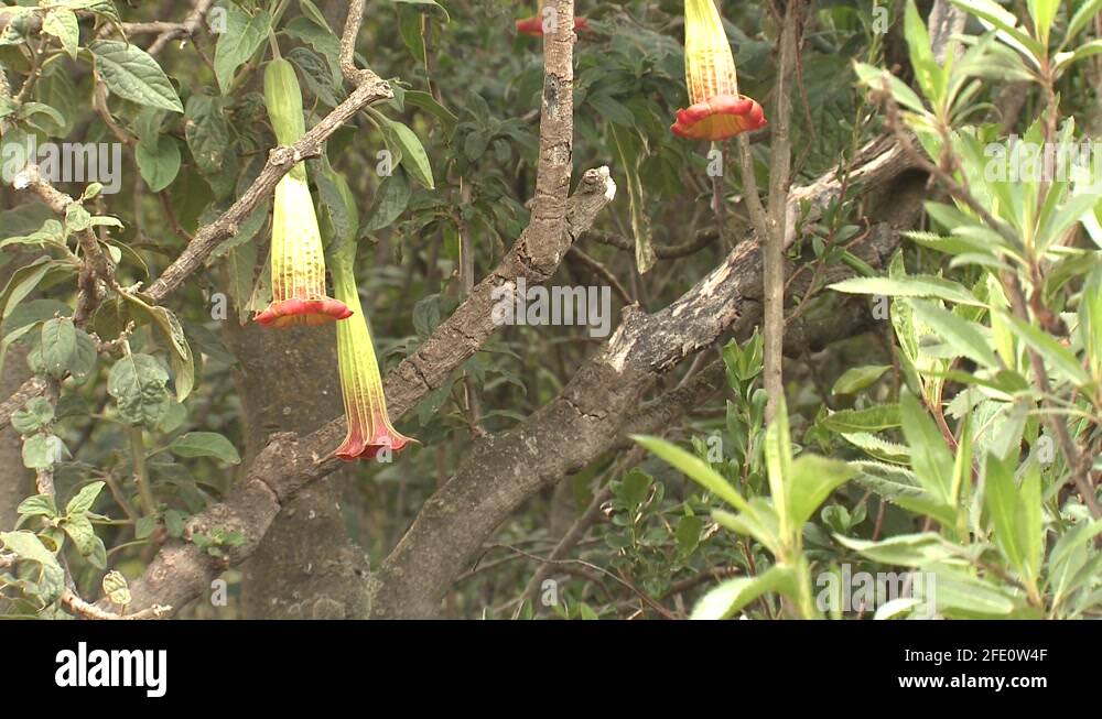 Red angels trumpet brugmansia sanguinea Stock Videos & Footage - HD and ...