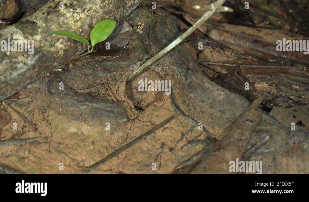 Spider tarantula hole burrow Stock Videos & Footage - HD and 4K Video ...