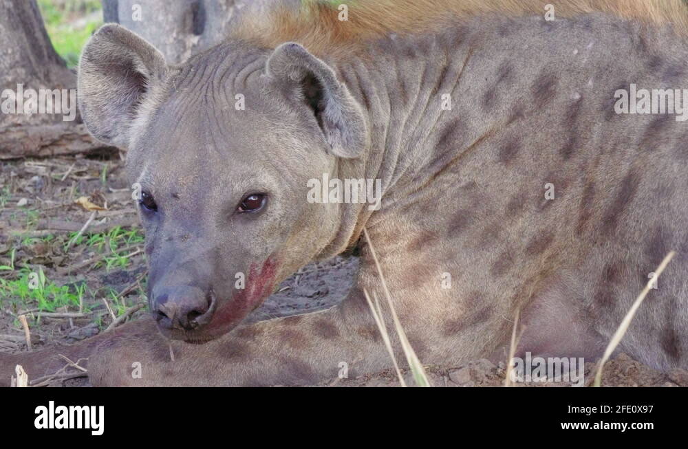 Spotted hyena head shot Stock Videos & Footage - HD and 4K Video Clips ...