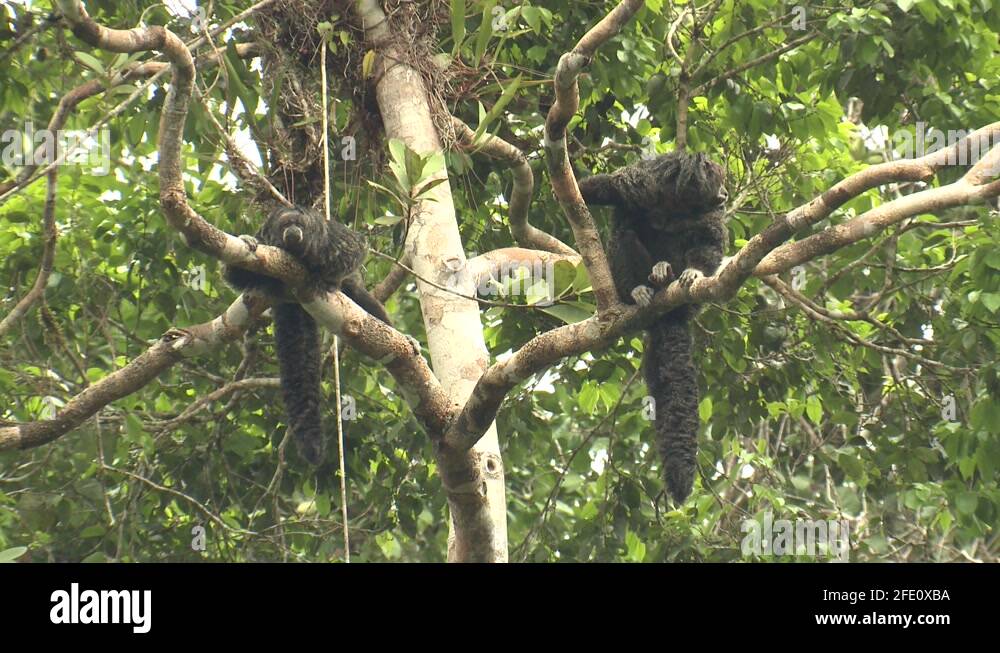 Equatorial Saki Monkey Alarmed Spooked Frightened Angry Shaking ...