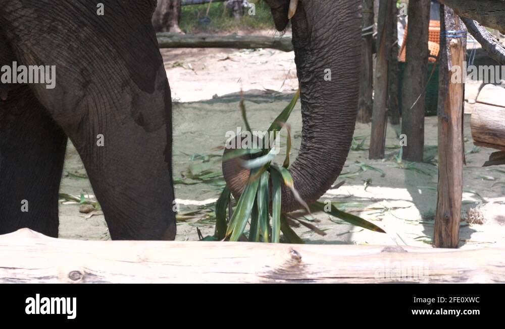 Elephant trunk curled Stock Videos & Footage - HD and 4K Video Clips ...