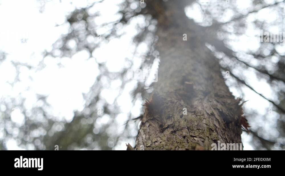 Wild cedar tree Stock Videos & Footage - HD and 4K Video Clips - Alamy