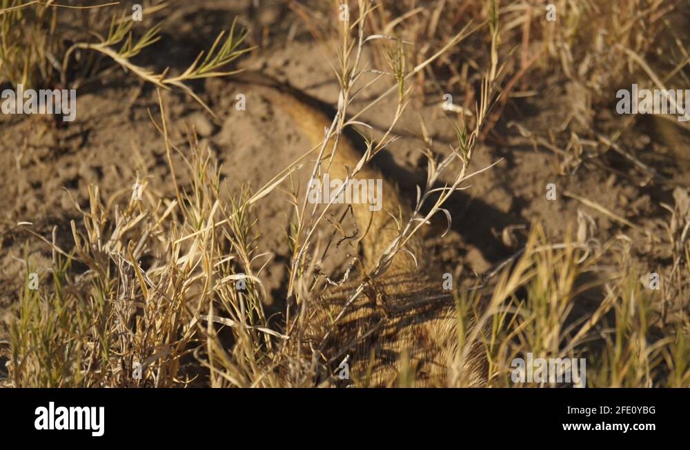 Mongoose body Stock Videos & Footage - HD and 4K Video Clips - Alamy