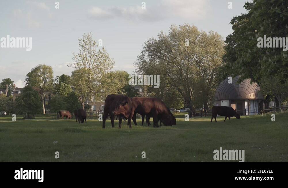 Cambridge cows Stock Videos & Footage - HD and 4K Video Clips - Alamy