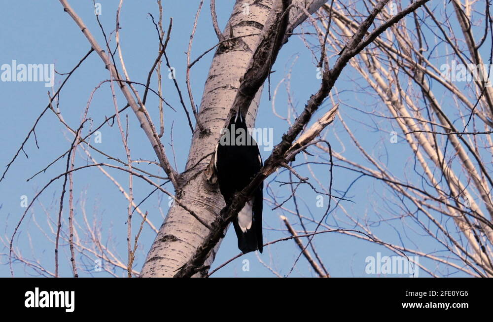 Bird pooping Stock Videos & Footage - HD and 4K Video Clips - Alamy