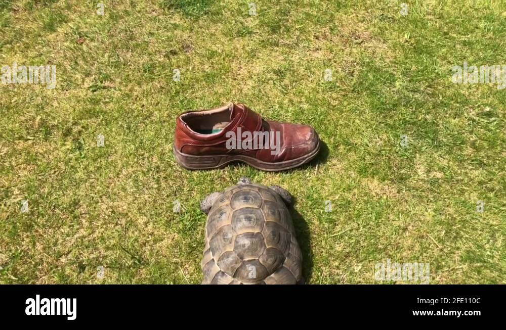 Territorial tortoise Stock Videos & Footage - HD and 4K Video Clips - Alamy