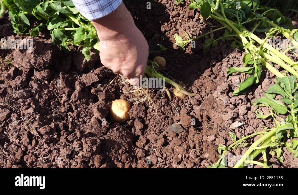 Plant root Stock Videos & Footage - HD and 4K Video Clips - Alamy