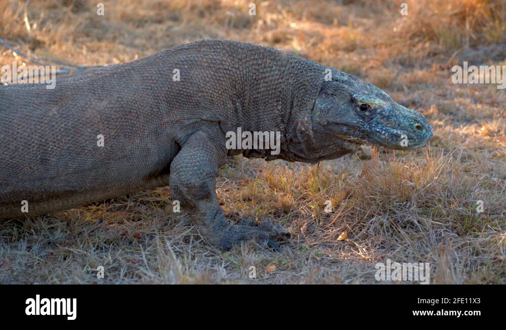 Komodo dragon in forest Stock Videos & Footage - HD and 4K Video Clips ...