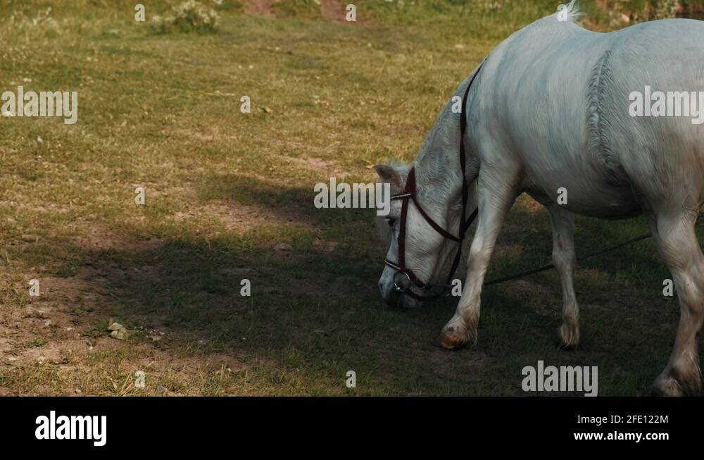 White pony eats green grass in the meadow. Beautiful mane in a little ...