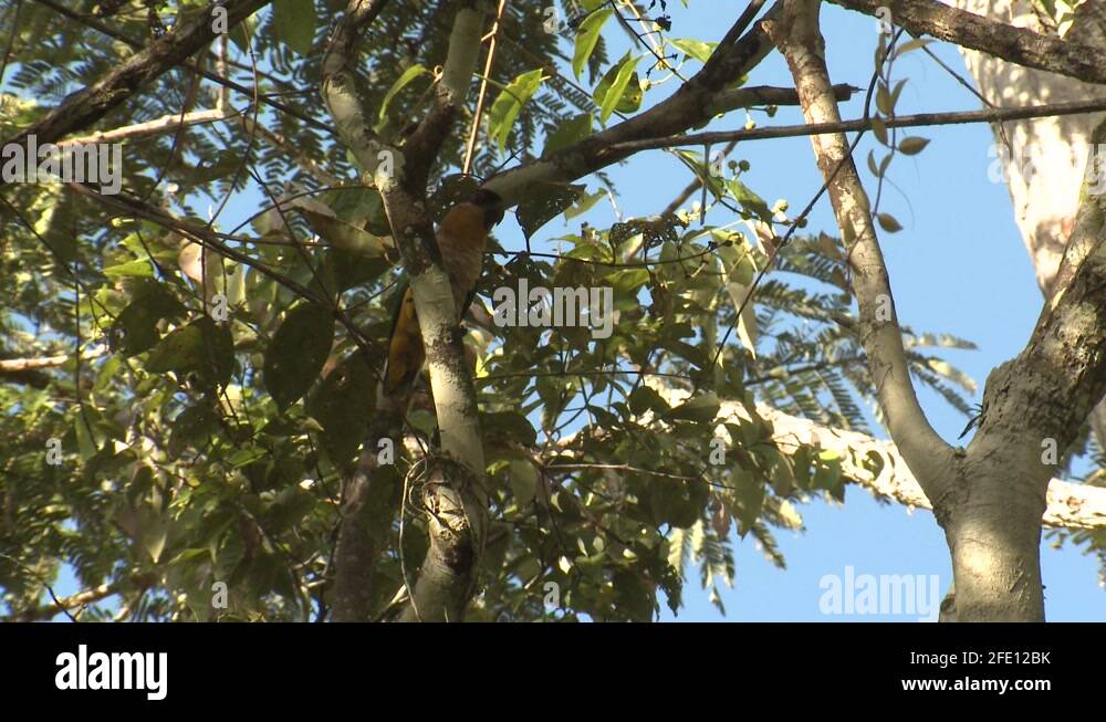 Amazon rainforest bird flying Stock Videos & Footage - HD and 4K Video ...