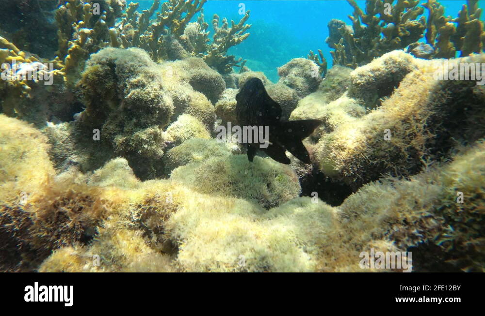 Underwater marine life of grenada Stock Videos & Footage - HD and 4K ...