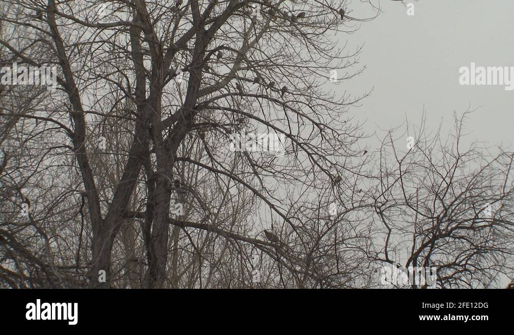 Alien invasive species Stock Videos & Footage - HD and 4K Video Clips ...