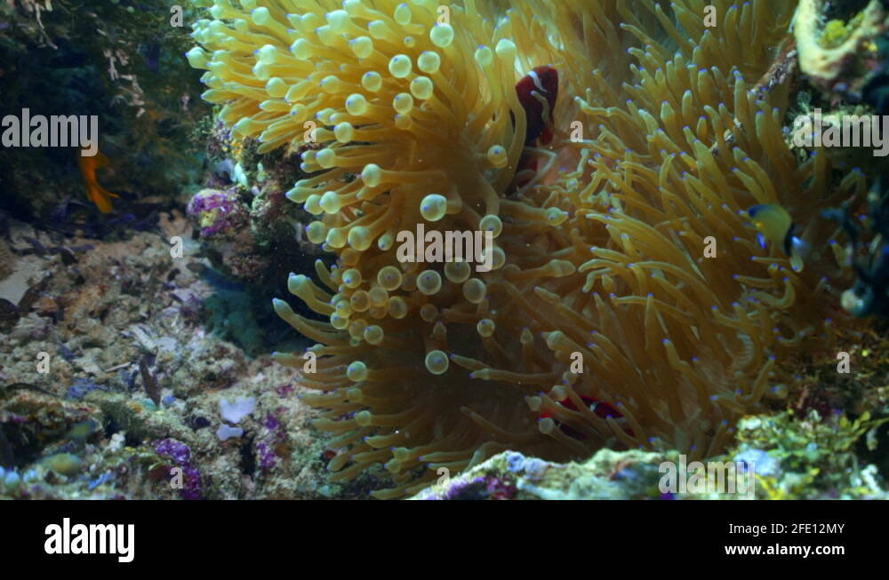 Sea anemone actiniaria Stock Videos & Footage - HD and 4K Video Clips ...