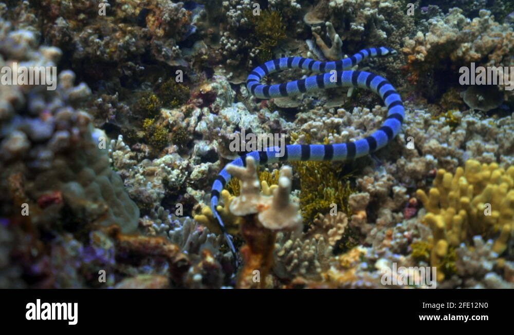 Blue beauty snake Stock Videos & Footage - HD and 4K Video Clips - Alamy