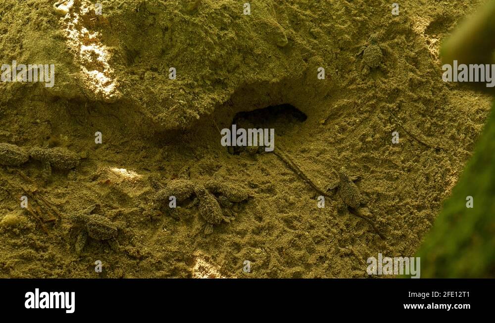 Hunting for sea turtles Stock Videos & Footage - HD and 4K Video Clips ...