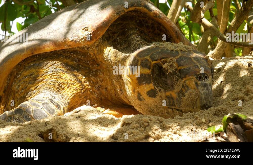 Hawksbill turtle head Stock Videos & Footage - HD and 4K Video Clips ...