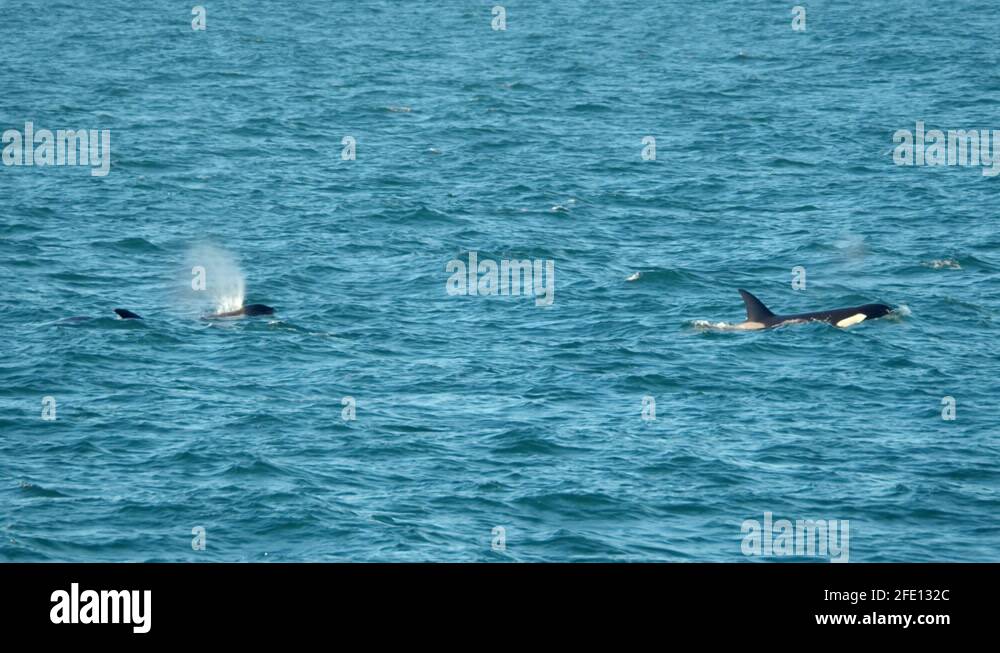 Orca hunt Stock Videos & Footage - HD and 4K Video Clips - Alamy