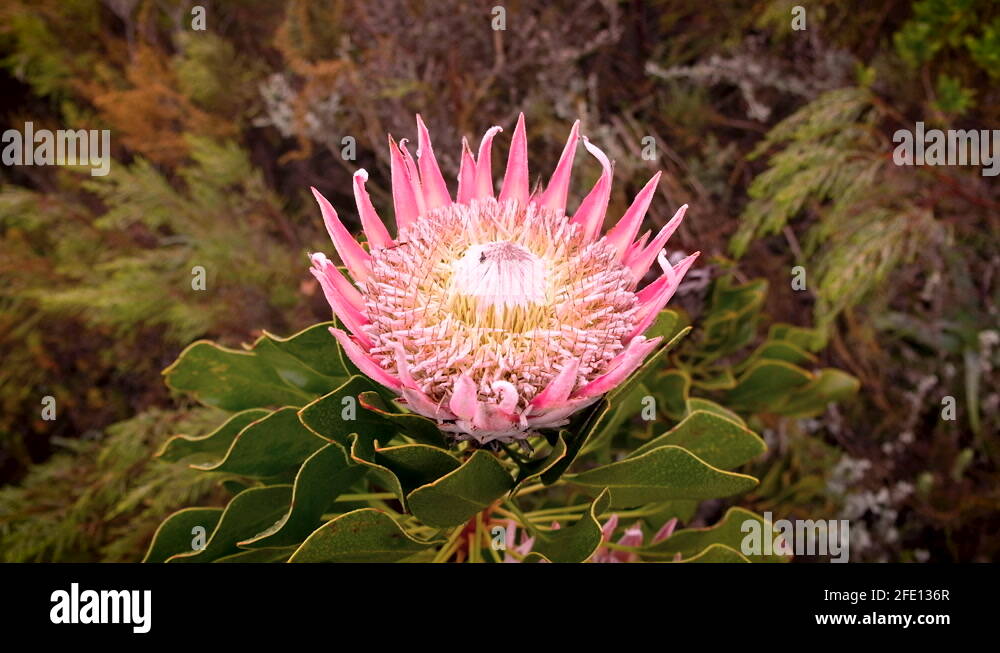 Giant protea plant Stock Videos & Footage - HD and 4K Video Clips - Alamy