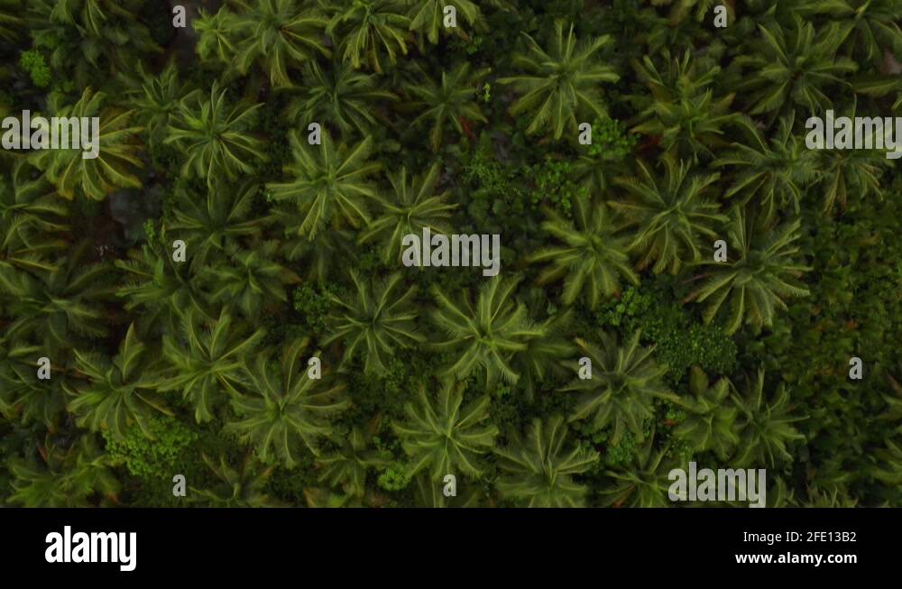 Top down view of palm trees, Siargao, Philippines Stock Video Footage ...