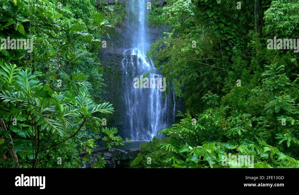 Rainforest setting Stock Videos & Footage - HD and 4K Video Clips - Alamy