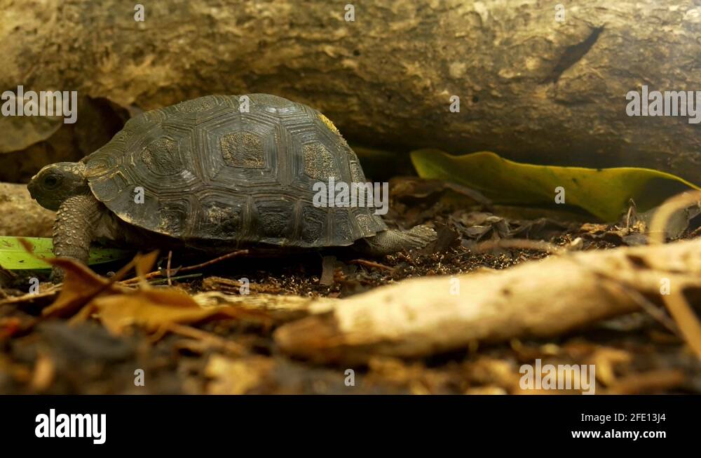 Tortoise hiding Stock Videos & Footage - HD and 4K Video Clips - Alamy