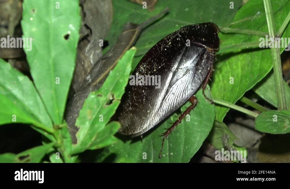Jungle cockroach, Malaysia Stock Video Footage - Alamy