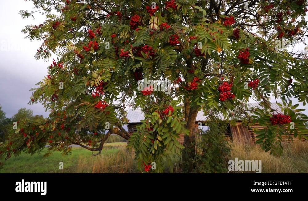 Rowan tree wood texture Stock Videos & Footage - HD and 4K Video Clips ...