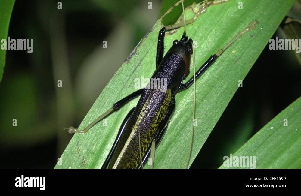 Sumatranus Stock Videos & Footage - HD and 4K Video Clips - Alamy