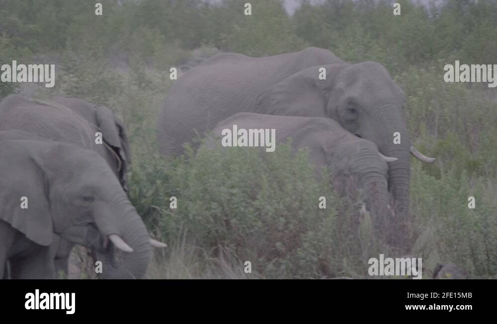 Five animals eating Stock Videos & Footage - HD and 4K Video Clips - Alamy