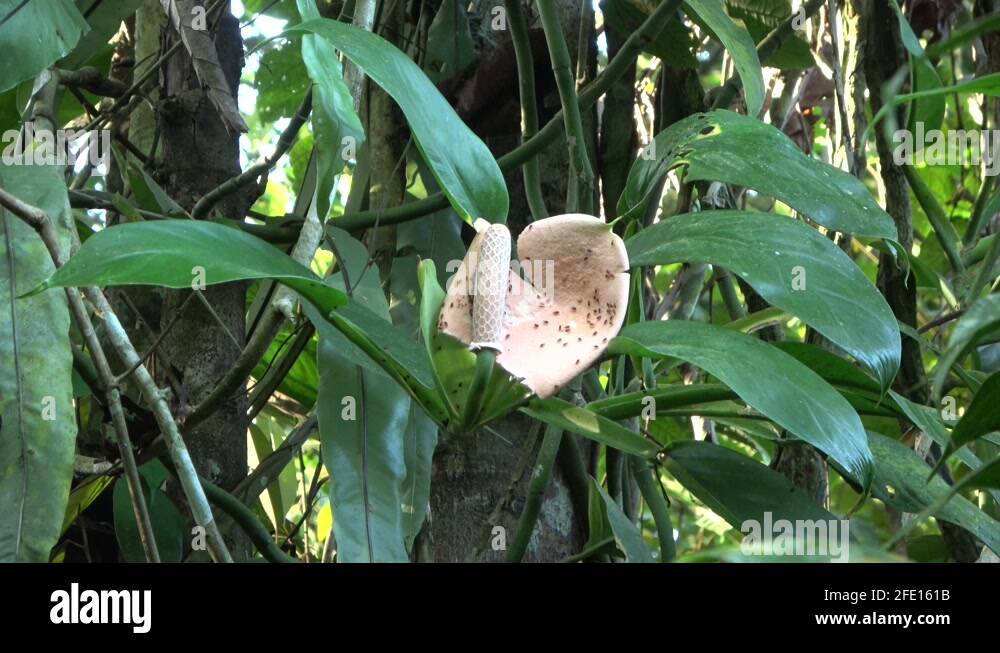 Aroid Stock Videos & Footage - HD and 4K Video Clips - Alamy