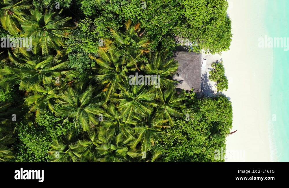 Coconut trees top view Stock Videos & Footage - HD and 4K Video Clips ...