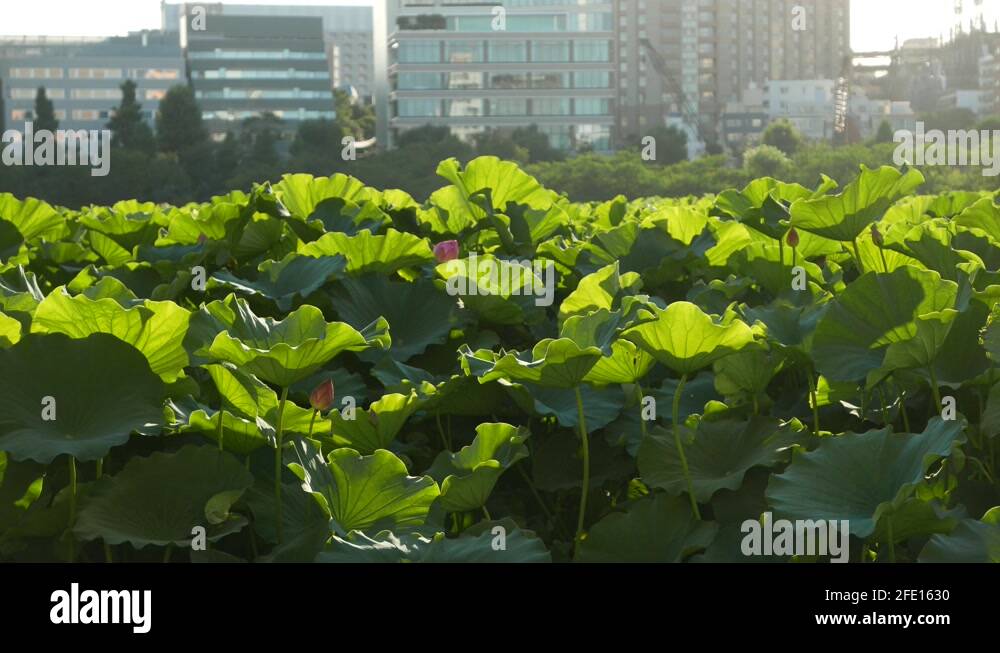 Lotus plants Stock Videos & Footage - HD and 4K Video Clips - Alamy