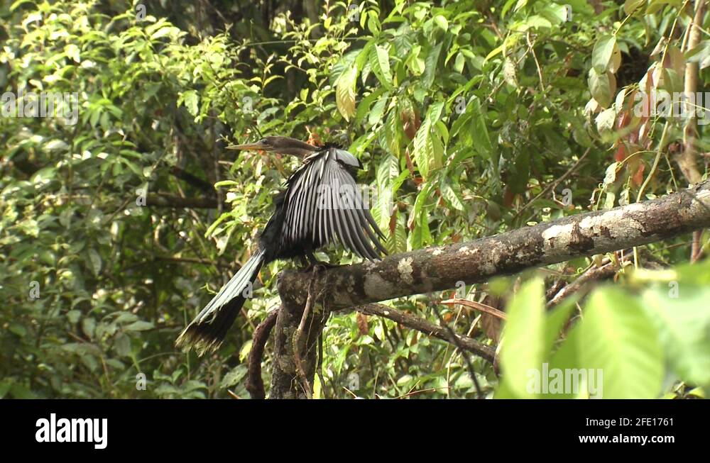 Bird drying wings Stock Videos & Footage - HD and 4K Video Clips - Alamy