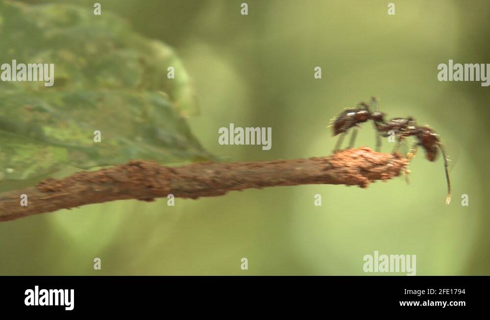 Dangerous ants Stock Videos & Footage - HD and 4K Video Clips - Alamy