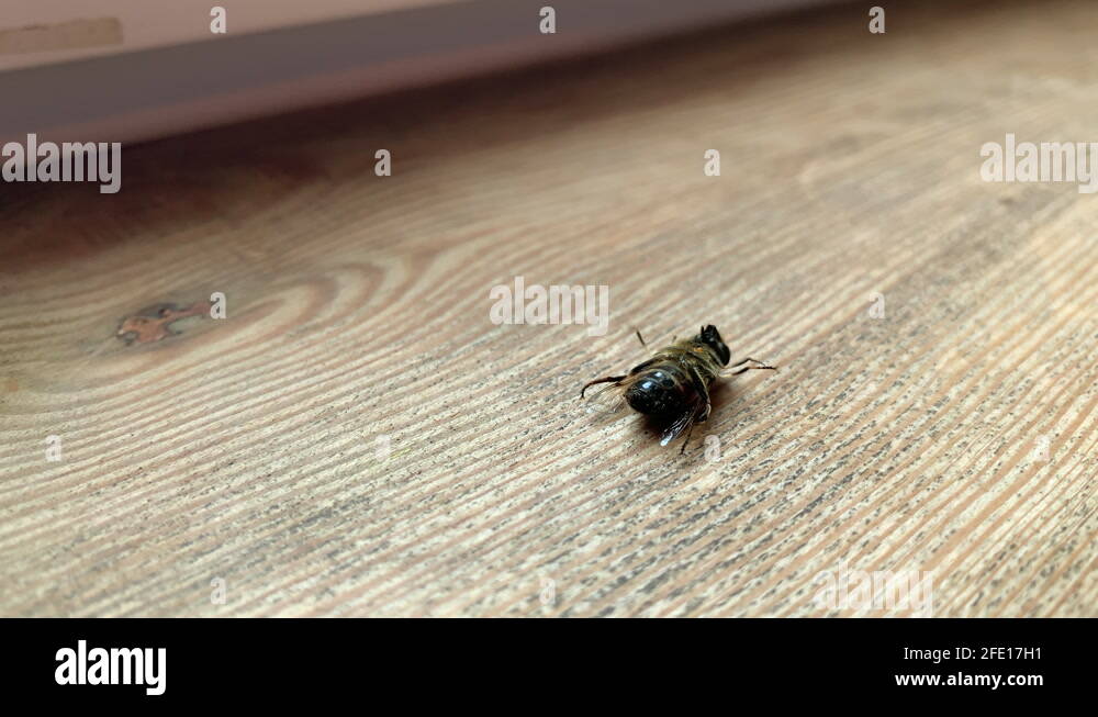 Honey feet Stock Videos & Footage - HD and 4K Video Clips - Alamy