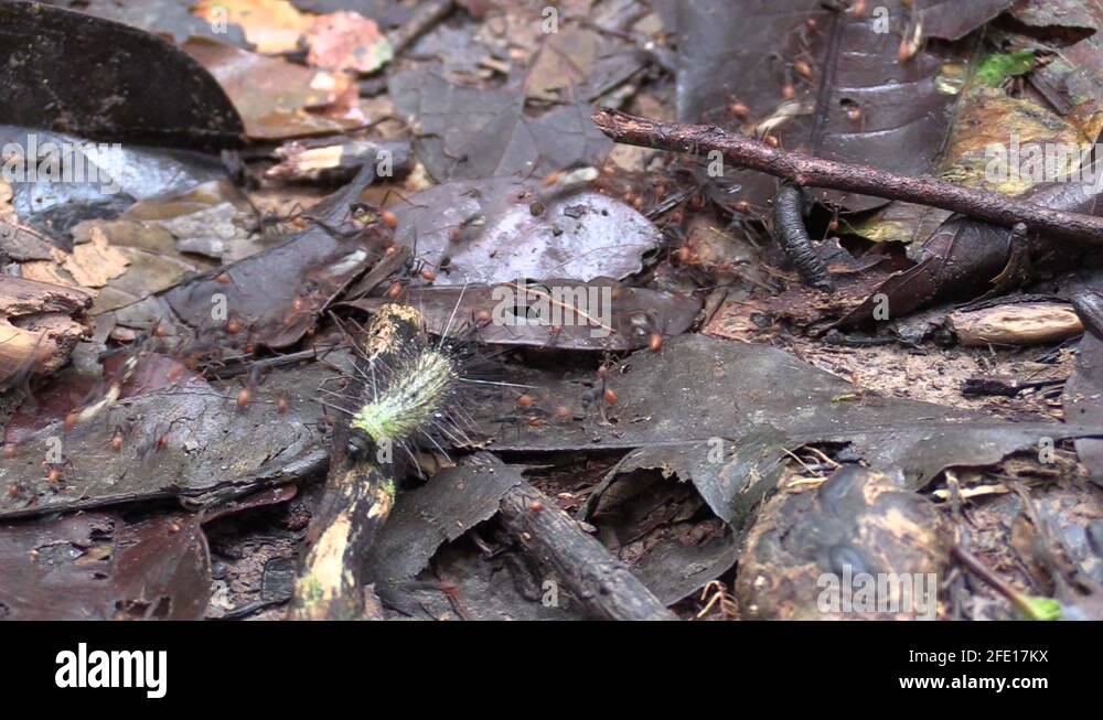 Army Ant Colony Many Ants Caterpillar Prey with Defense Thorns Spines ...