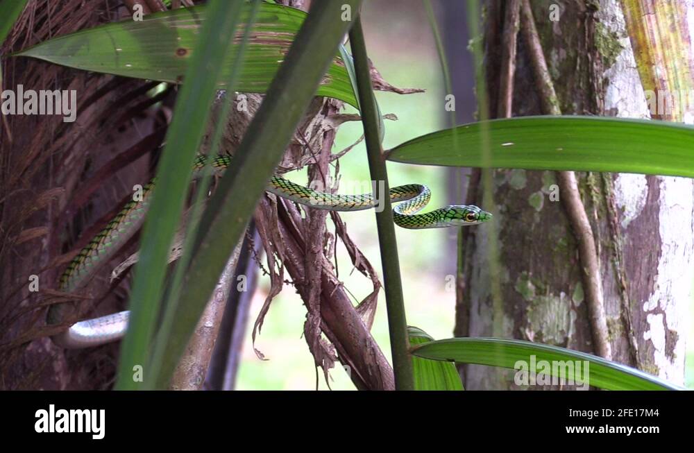 Green parrot snake Stock Videos & Footage - HD and 4K Video Clips - Alamy