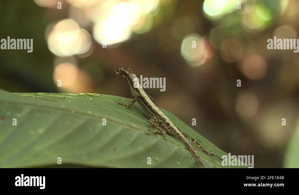Amazon rainforest reptile Stock Videos & Footage - HD and 4K Video ...