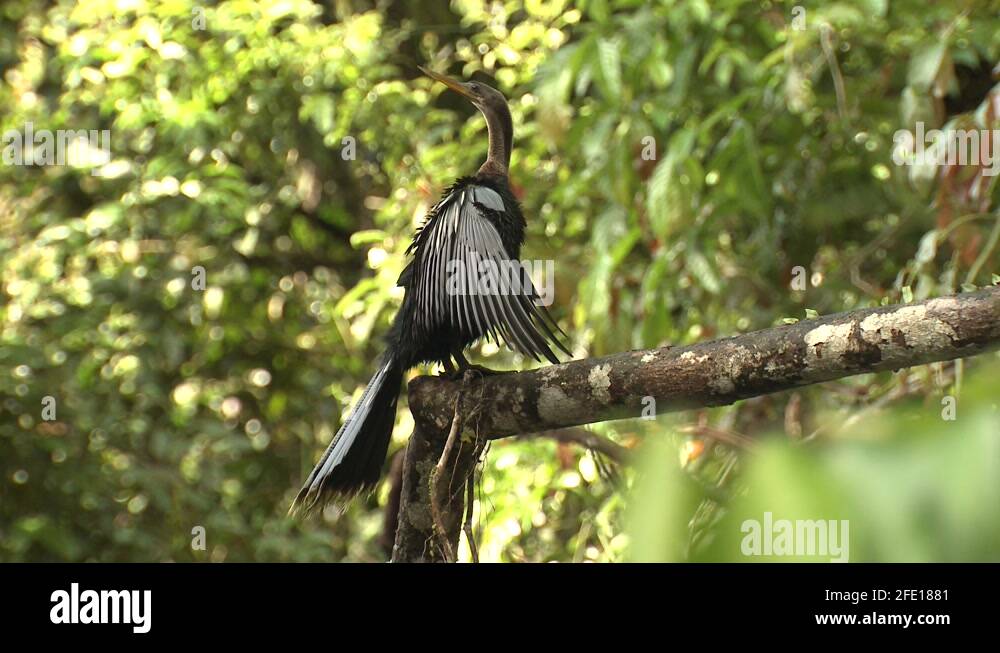 Amazon ecuador birds Stock Videos & Footage - HD and 4K Video Clips - Alamy