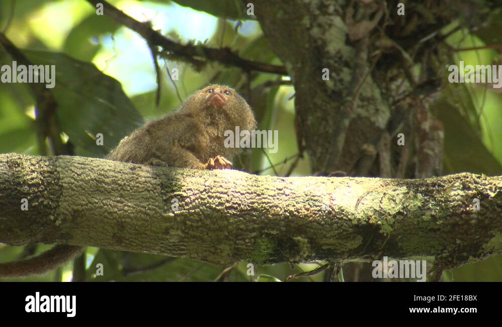 Pygmy Marmoset Primate Looking Around on Tree Branch Limb in Jungle ...