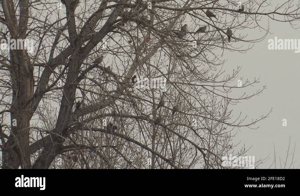 Invasive introduced species Stock Videos & Footage - HD and 4K Video ...