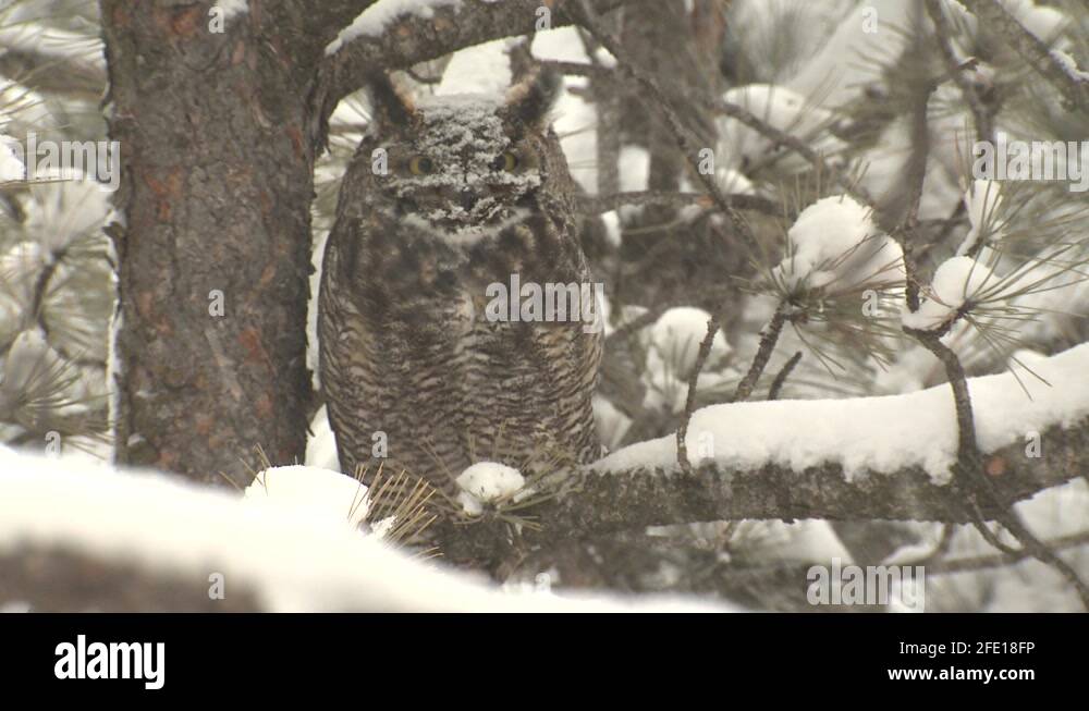 Snow blizzard bird Stock Videos & Footage - HD and 4K Video Clips - Alamy