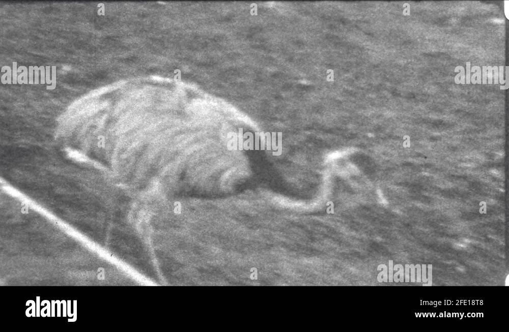 1930s: Zoo, emu walks. Cow with horns pushes box around pen, flicks ...