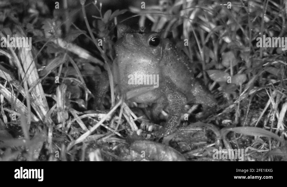 Inflated sack Stock Videos & Footage - HD and 4K Video Clips - Alamy