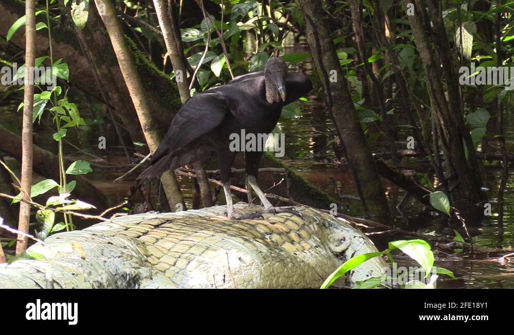 Bird eating carcass Stock Videos & Footage - HD and 4K Video Clips - Alamy