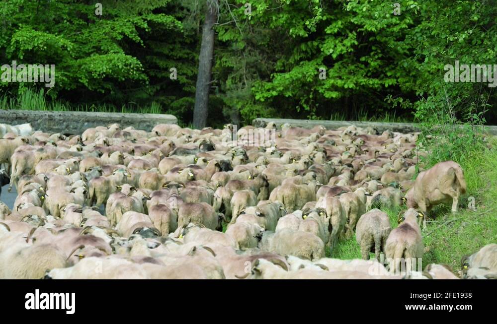 Japanese sheep Stock Videos & Footage - HD and 4K Video Clips - Alamy