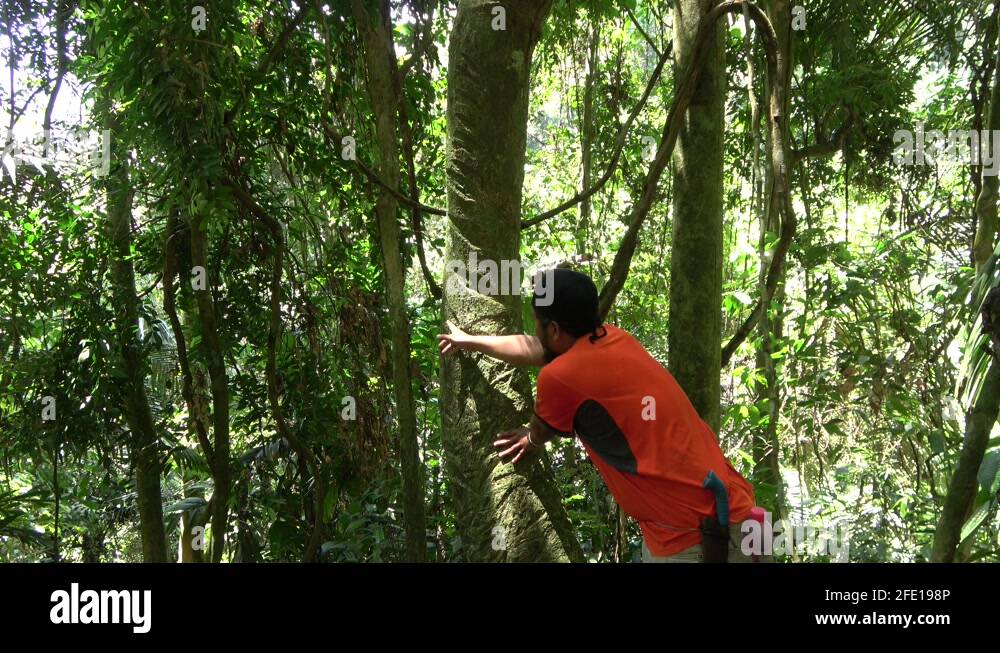 Upas tree antiaris toxicaria Stock Videos & Footage - HD and 4K Video ...