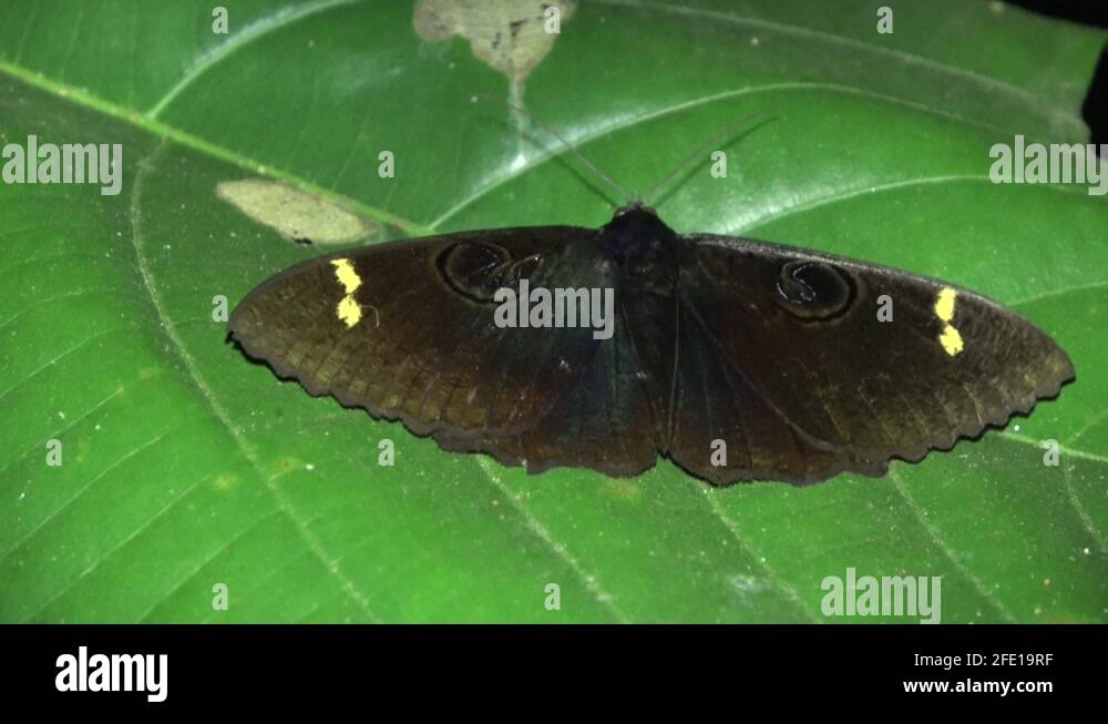 Malaysia moth Stock Videos & Footage - HD and 4K Video Clips - Alamy